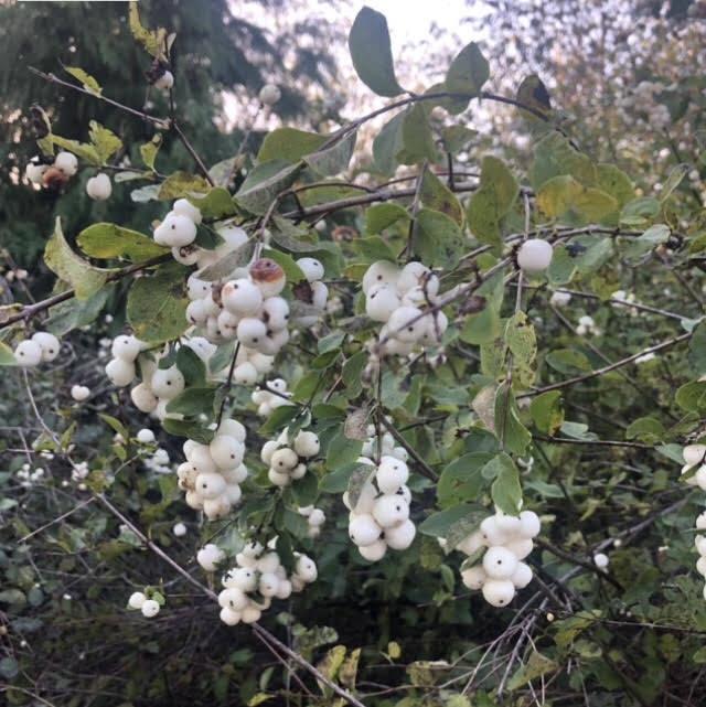 Common Snow Berry: Symphoricarpos albus | Pacific Northwest Specialty ...